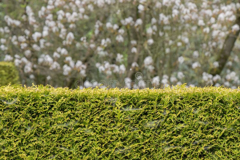 Close Up of a Hedge with a Tree in Bloom Stock Photo - Image of hedge ...