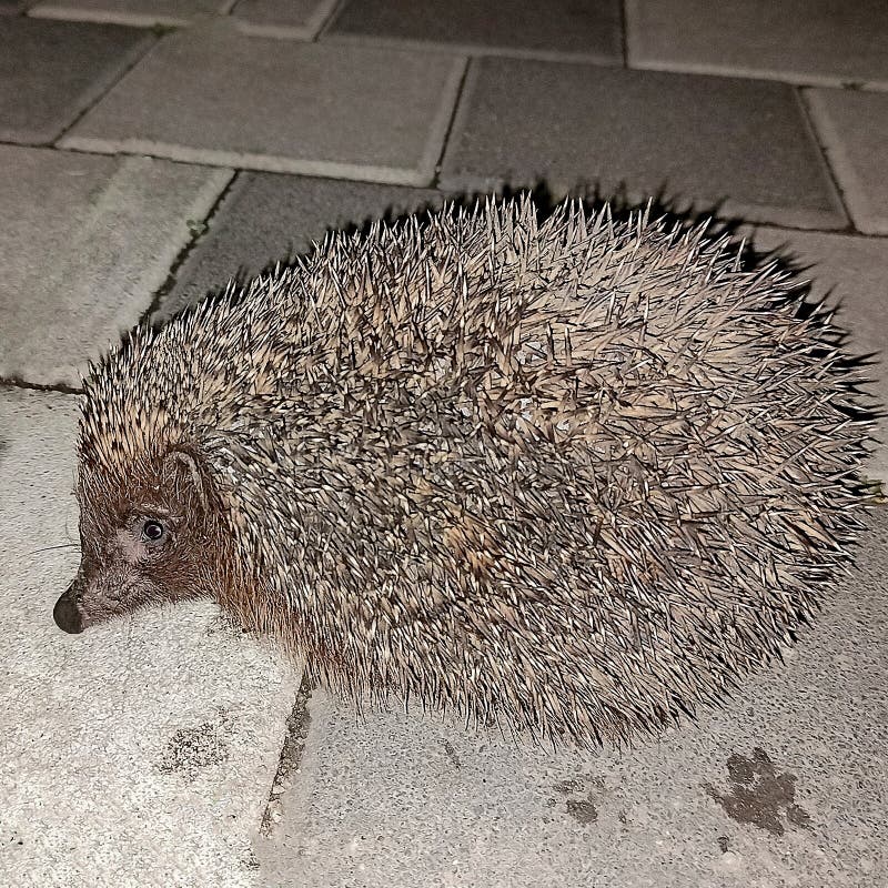 Hedgehog Footprints Stock Photos - Free & Royalty-Free Stock Photos ...