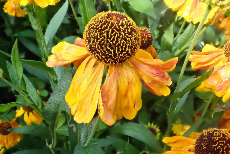 Helenium. stock image. Image of sneezeweed, blooms, flowers - 256593381
