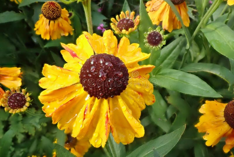 Helenium flower stock photo. Image of sort, plant, orange - 97005334