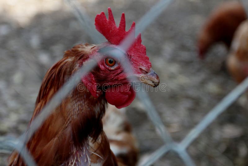 Close-up of a hen stock photo. Image of breakfast, healthy - 184994670