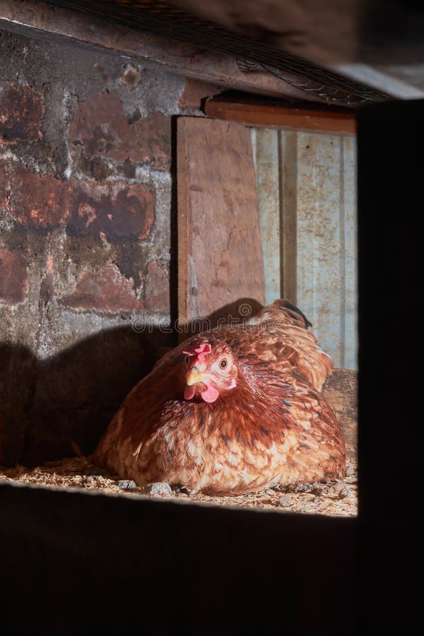Broody Hen, Chicken Sits on Its Eggs Stock Image - Image of inside ...