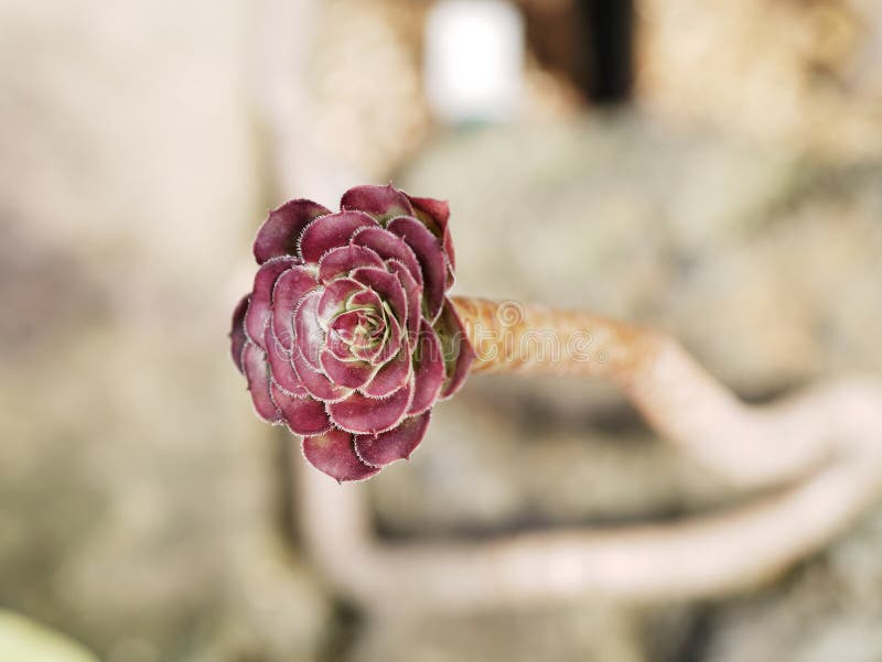 Ruby Heart Hen Stock Photos - Free & Royalty-Free Stock Photos from ...