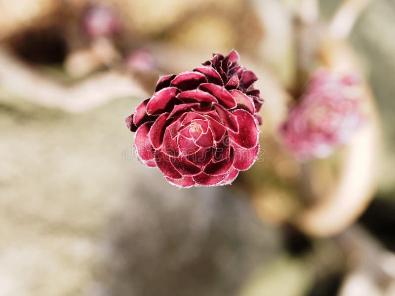 Ruby Heart Hen Stock Photos - Free & Royalty-Free Stock Photos from ...