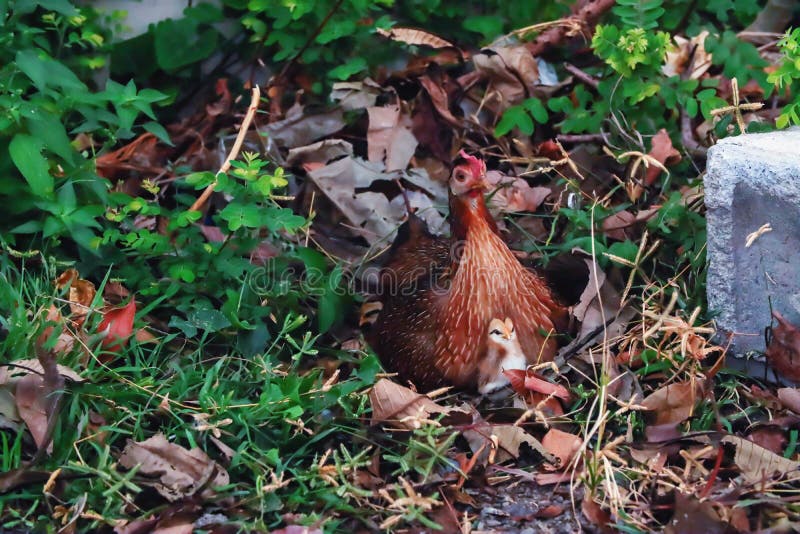Hen are protecting chicks stock photo. Image of family - 156210630
