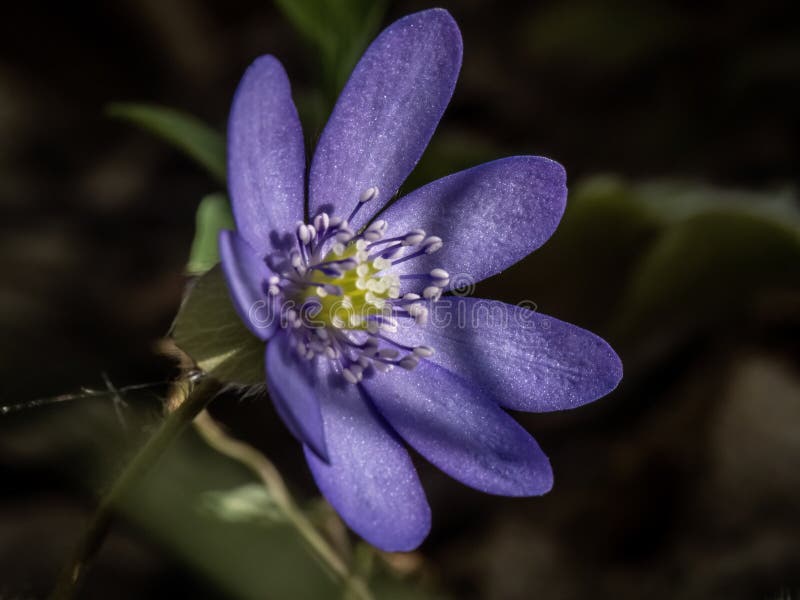 Close-up with Hepatica Transsilvanica Flower Stock Photo - Image of ...