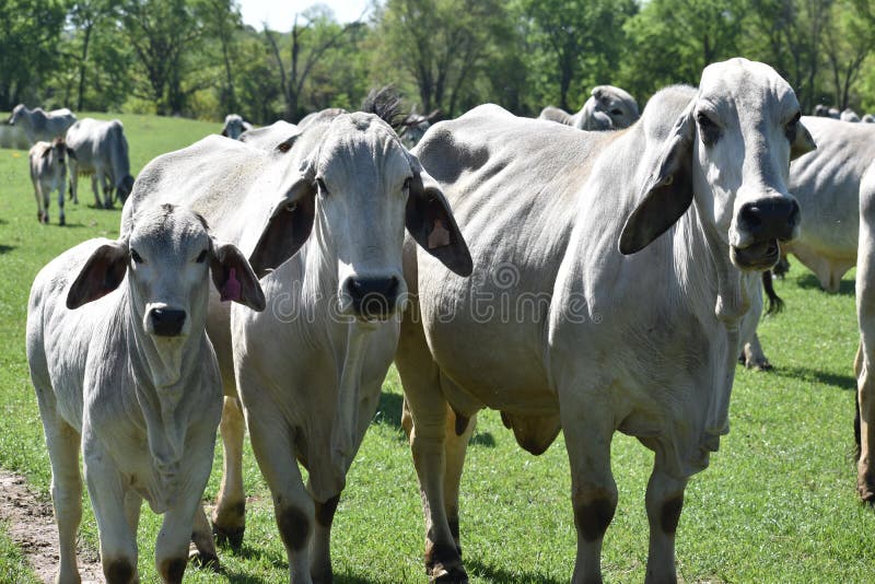 Herd of Brahma Cows Close Up Stock Photo - Image of brown, elegant ...