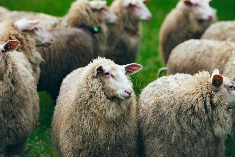Close-up of herd of sheep. stock image. Image of looking - 91966979