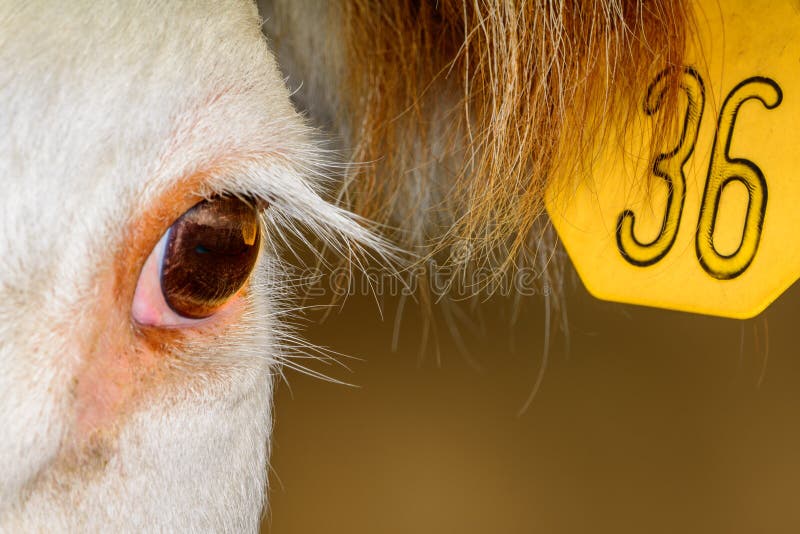 Close Up of Hereford Cow with Ear Tag Stock Photo - Image of fall ...