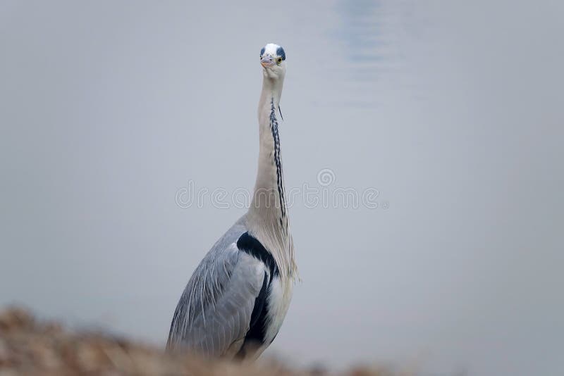 Heron stock photo. Image of close, hern, heron, animals - 106844828