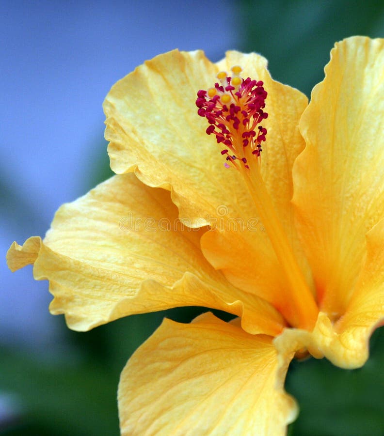 Hibiscus Flower stock photo. Image of orange, macro, pretty - 91346