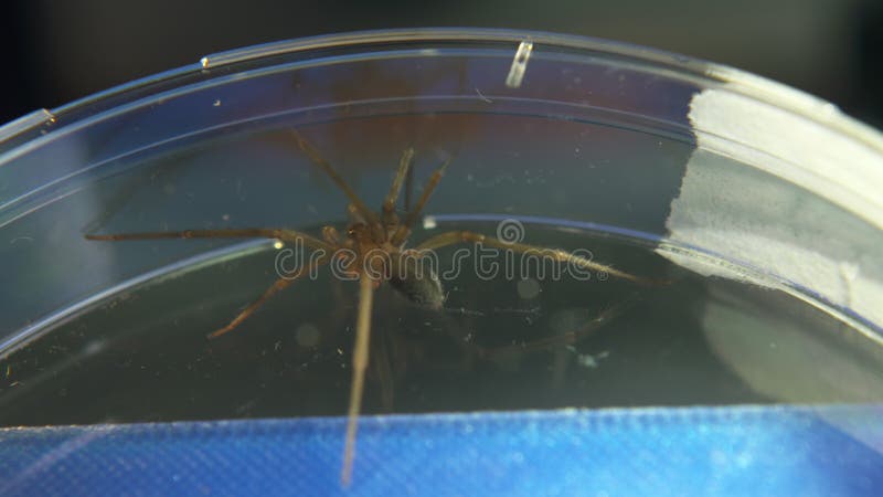 Spider Inside a Plastic Container, Lab Scene Stock Footage - Video of ...