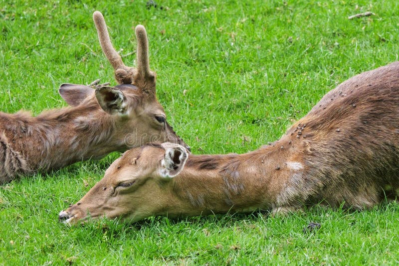 Close-up High-angle View of Flies on Two European Fallow Deer Sleeping ...