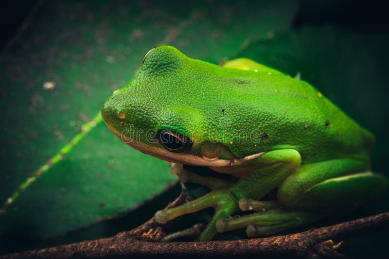 A Close Up Shot of a Frog on a Branch in the Forest Stock Photo - Image ...