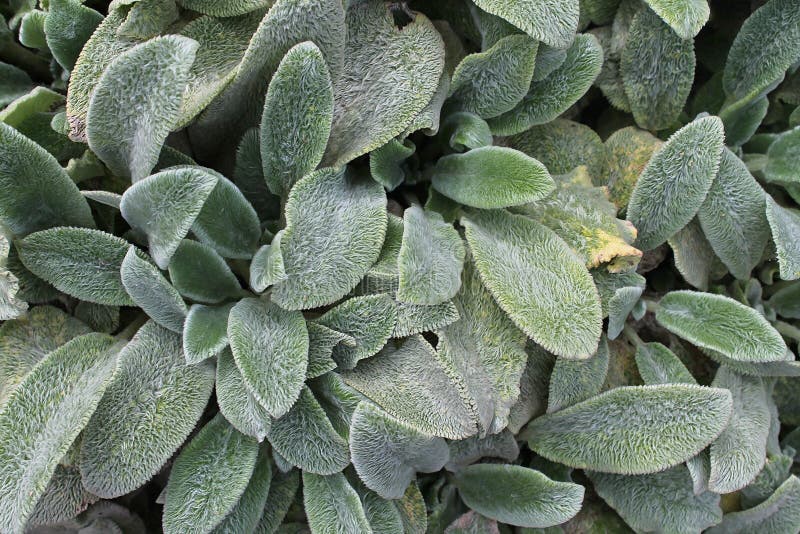 Close Up High Resolution Surface of Different Plants and Leaves Found ...