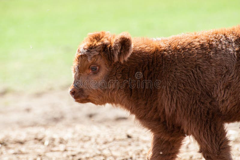 Close-up of a Highland Calf S Face.. Stock Image - Image of domestic ...