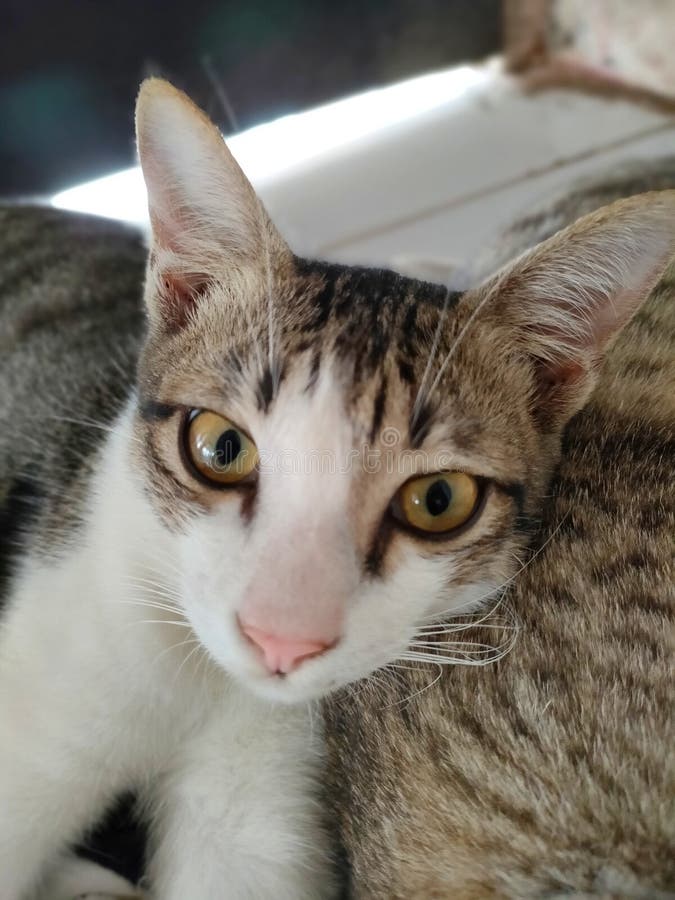 Bobcat Hissing Stock Photos - Free & Royalty-Free Stock Photos from ...