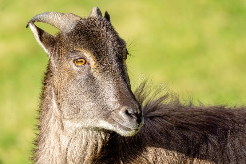 Close Up on Himalayan Tahr (Hemitragus Jemlahicus) Face Stock Photo ...