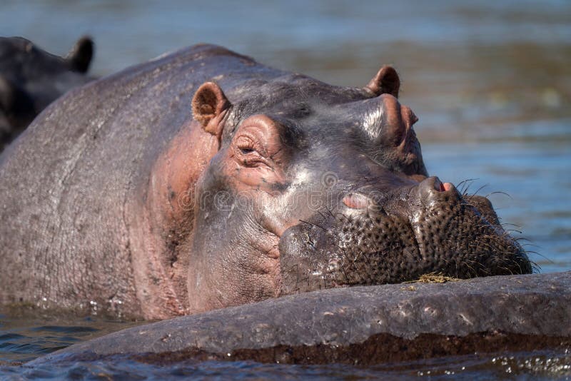 Hippo resting stock photo. Image of hippopotamus, mammalia - 50866558