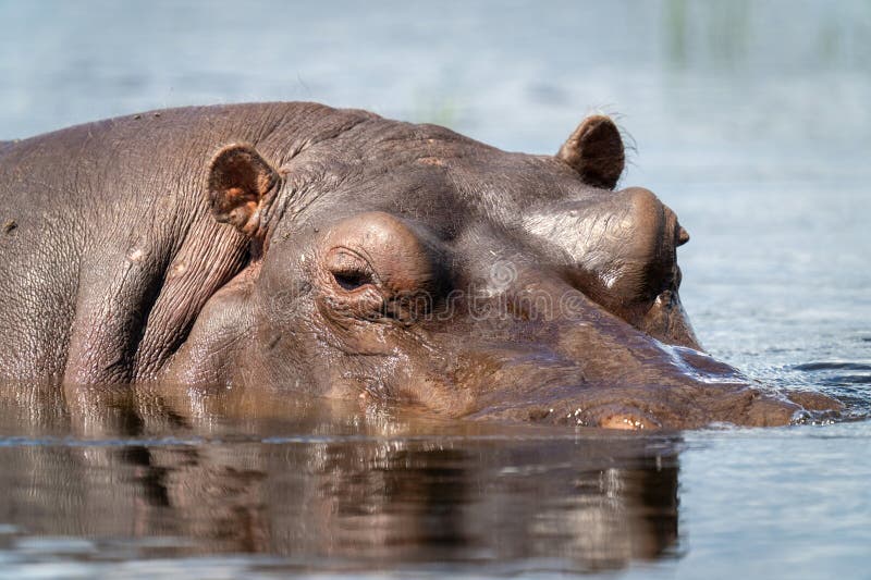 Close-up of Hippo in River Watching Camera Stock Photo - Image of ...