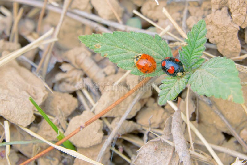 Repensis Stock Photos - Free & Royalty-Free Stock Photos from Dreamstime