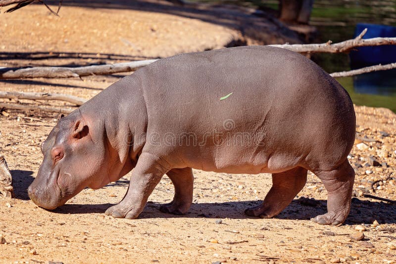 Close Up of a Hippo Walking Stock Image - Image of grass, canine: 144527567