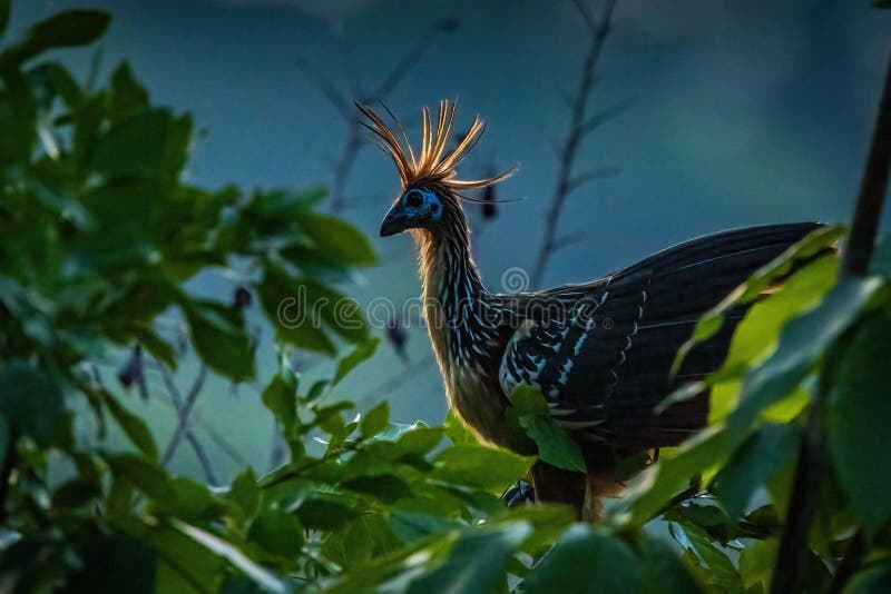 Close Up Hoatzin Rainforest Bird at Night Hidden in Tree Stock Image ...