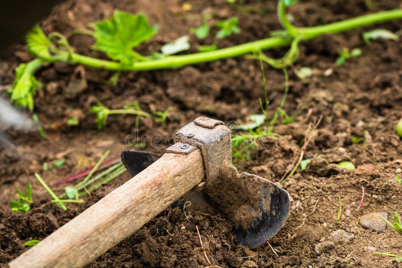 Close Up of Hoe Tool for Digging Isolated in Garden on the Ground Stock ...