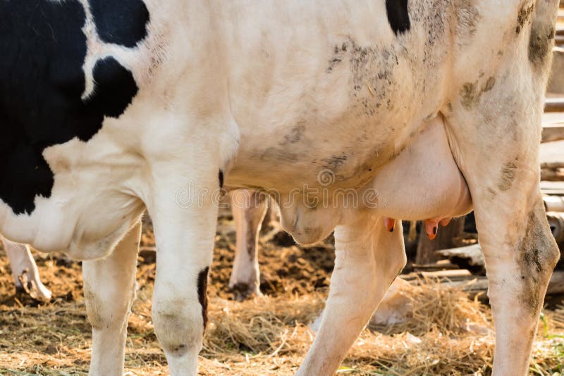 Holstein Cow Big Udder Full of Milk Stock Image - Image of bovine ...