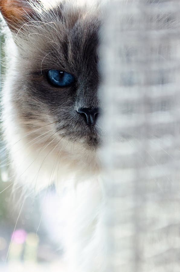 Close Up Holy Birman Cat Stock Photos - Free & Royalty-Free Stock ...