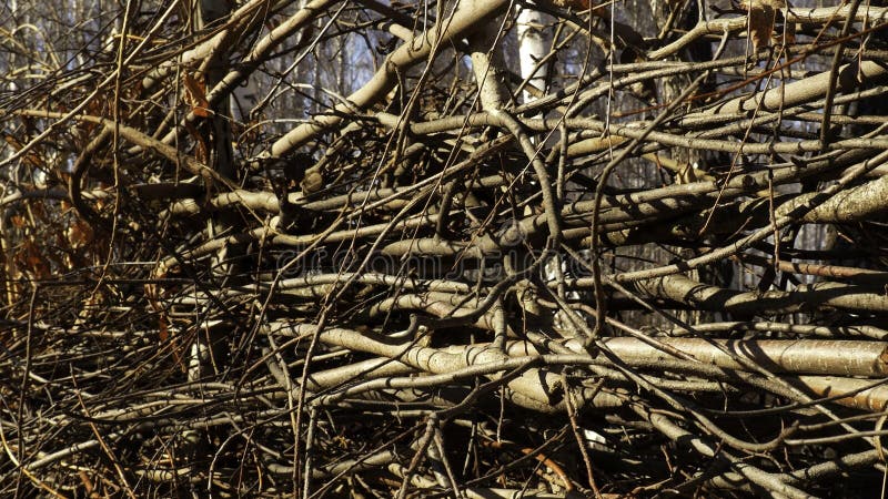 Close Up of Homemade Fence Made of Tree Branches. Media. Stack of Thin ...