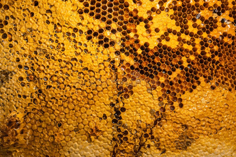 Close-Up of Honey Bee Comb,honeycomb Pattern with Bee Nest Stock Image ...
