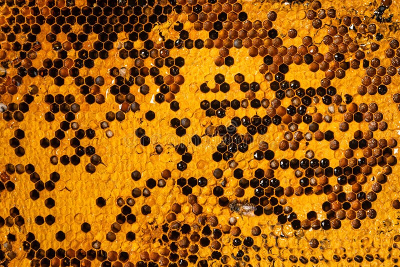 Close-Up of Honey Bee Comb,honeycomb Pattern with Bee Nest Stock Image ...