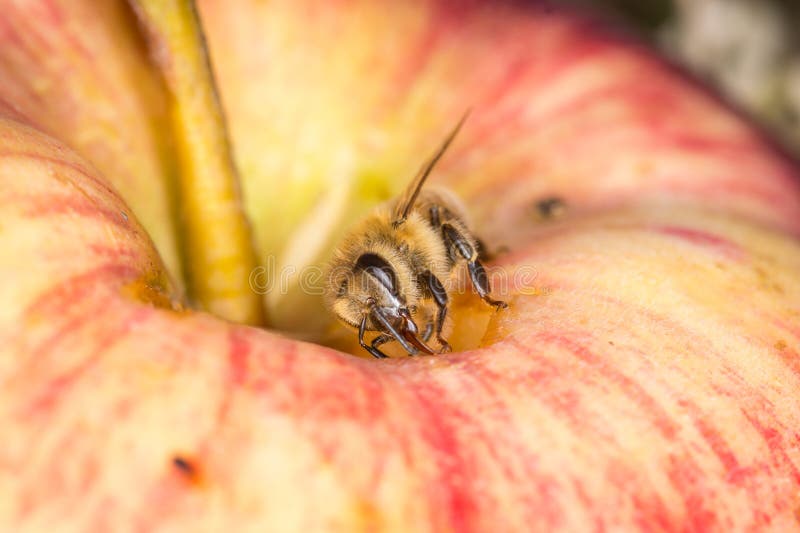 Close Up of Honey Bee on a Fallen Apple Stock Image - Image of nature ...
