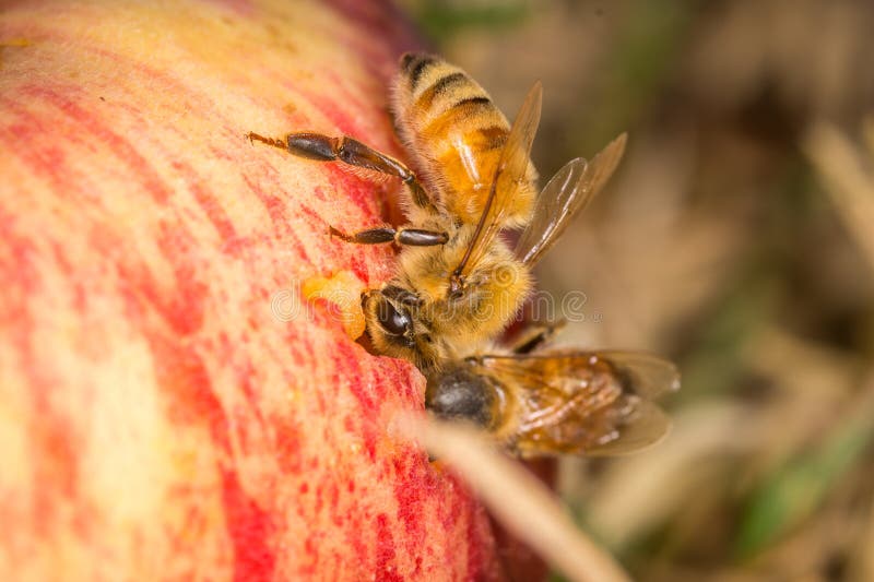 Close Up of Honey Bee on a Fallen Apple Stock Image - Image of color ...