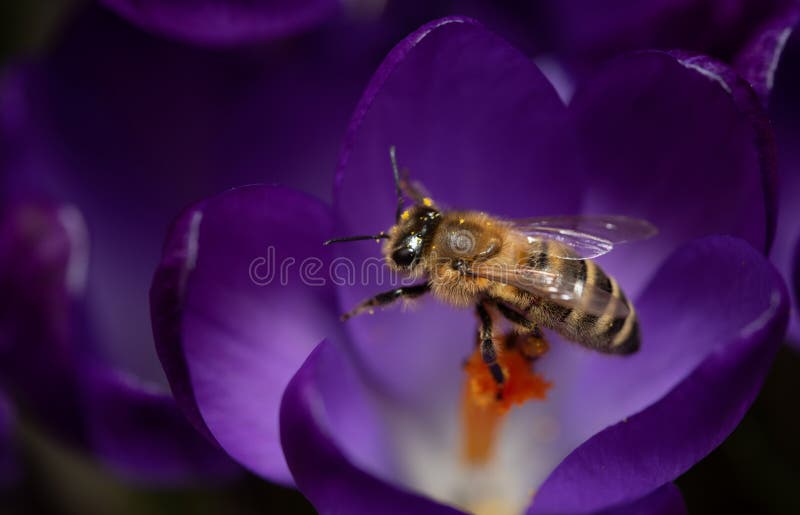 Close-up of a Honey Bee Flying Over a Purple Flowering Crocus Stock ...