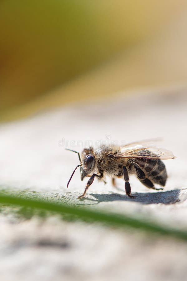 Close Up of Honey Bee in the Garden Stock Photo - Image of save, honey ...