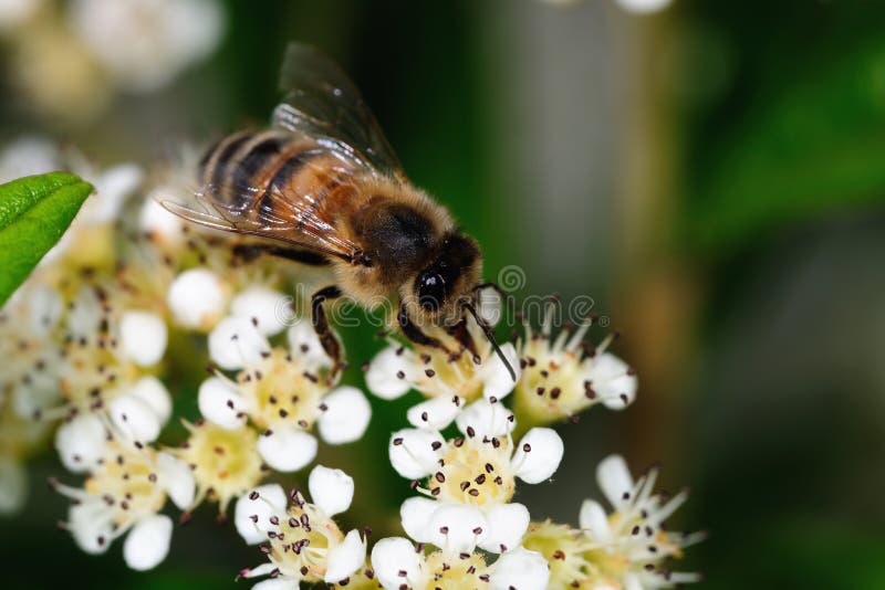 Close-up of a Honey Bee Gathering Nectar Stock Image - Image of ...