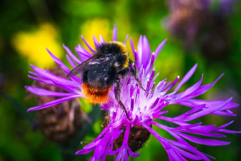 Bee Pollinating Clover Flower Stock Image - Image of pollinates ...