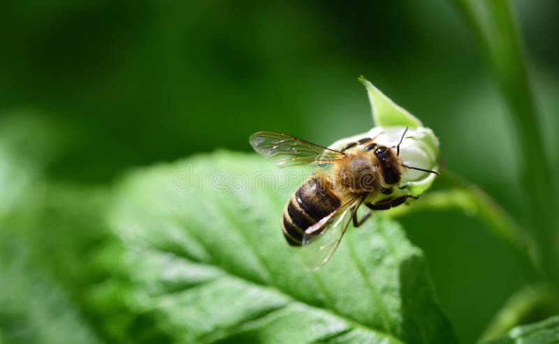 Close-up of a Honey Bee Looking for Pollen Stock Photo - Image of ...
