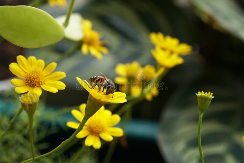 Close-up of a Honey Bee Pollinating at the Dahlberg Daisy Flower Stock ...