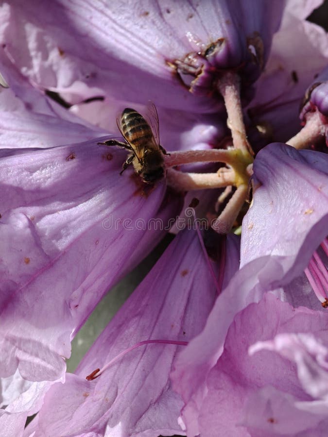 Close-up of a Honey Bee Sitting on a Flower Stock Image - Image of ...