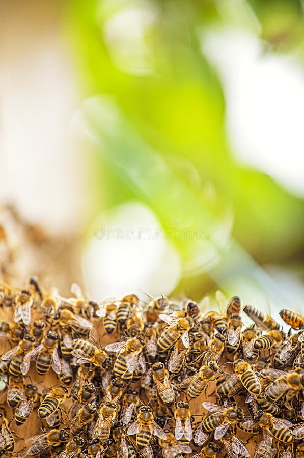 Close-up of Honey Bees on a Blurred Background, Apitherapy Stock Photo ...