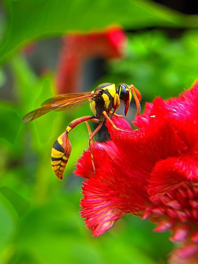 Close Up Honey Bees Looking for Honey in Red Flowers Stock Image ...
