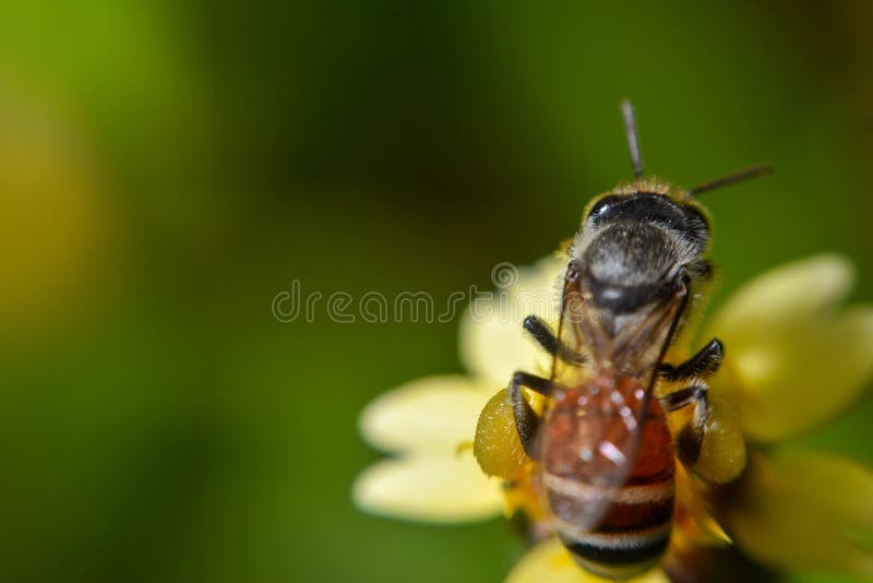 Honey Bee Collecting Honey on a Sunflower Stock Image - Image of ...