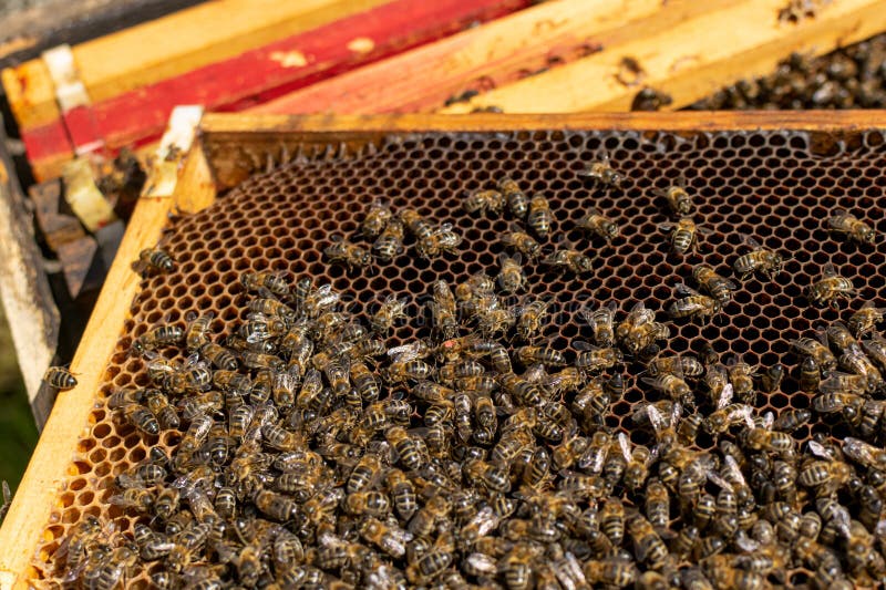 Close-up of a Honeycomb with the Queen Bee Marked in Red and the Other ...
