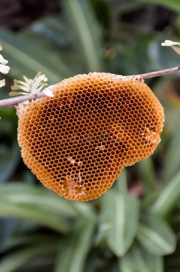 Honeycomb on branch tree stock image. Image of hive - 112314115 Honeycomb on branch tree stock image. Image of hive - 112314115