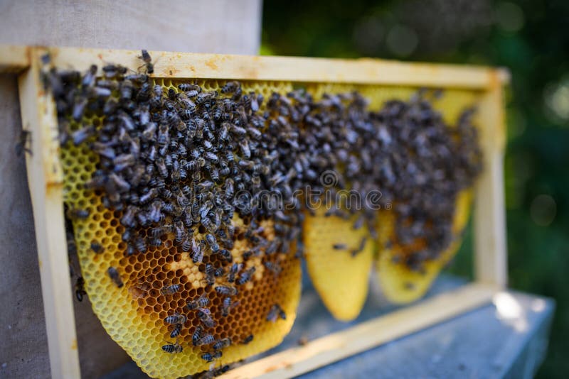 Close-up of Honeycomb Frame Full of Bees. Stock Photo - Image of ...