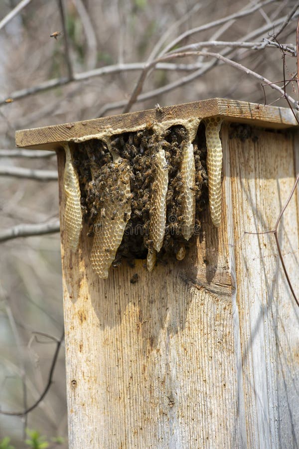 Honeycomb Full of Bees stock image. Image of full, comb - 133390015
