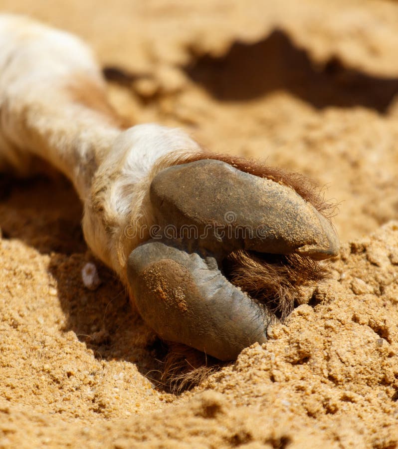 Close-up of the Hooves of a Sleeping Animal on the Sand Stock Image ...